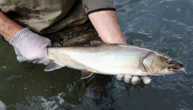 Fishing industry in Albania needs foreign investments - Invest in Albania