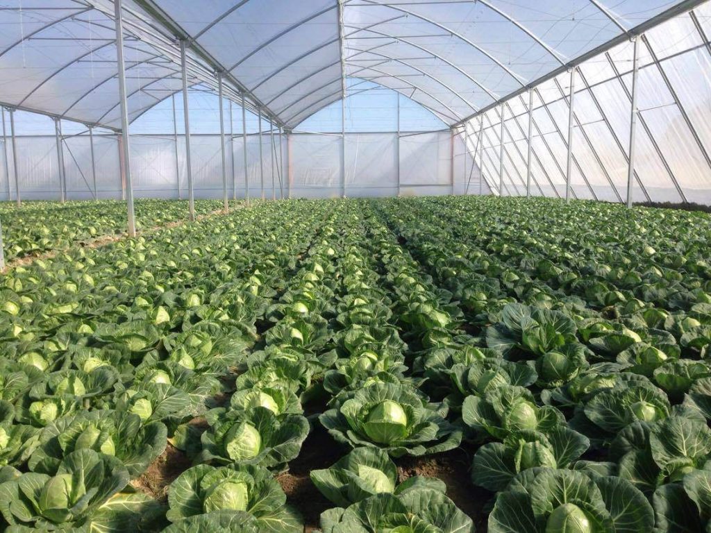 Agrocon Albania, the Albanian Farm Introducing the Highest European ...