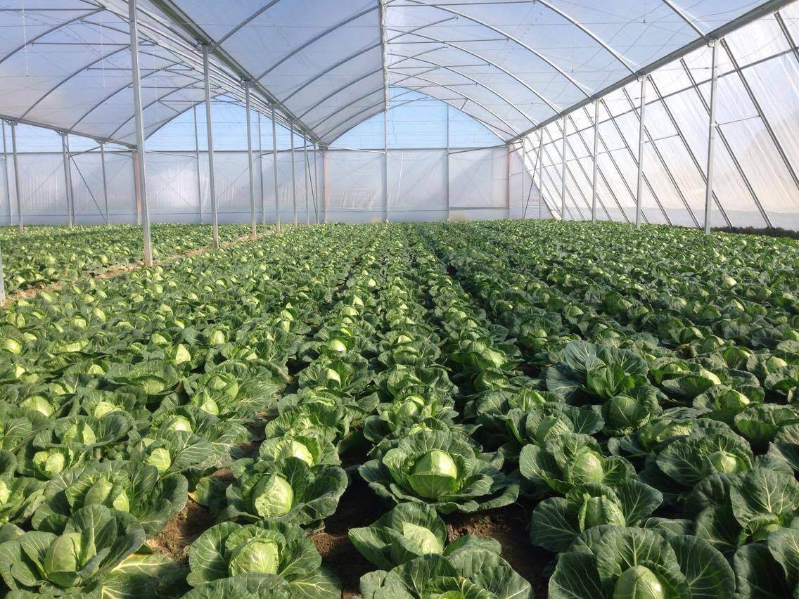 Agrocon Albania, the Albanian Farm Introducing the Highest European ...