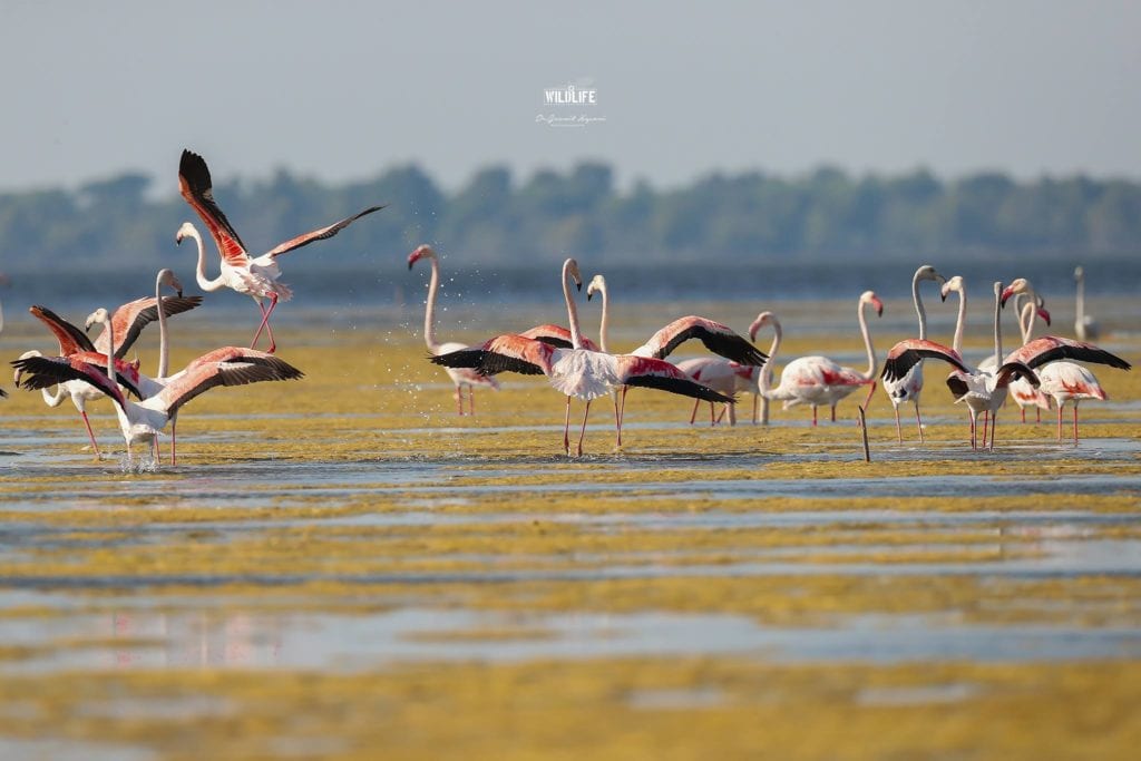 Where to Watch Flamingos, Dalmatian Pelicans and Other Birds in Albania ...
