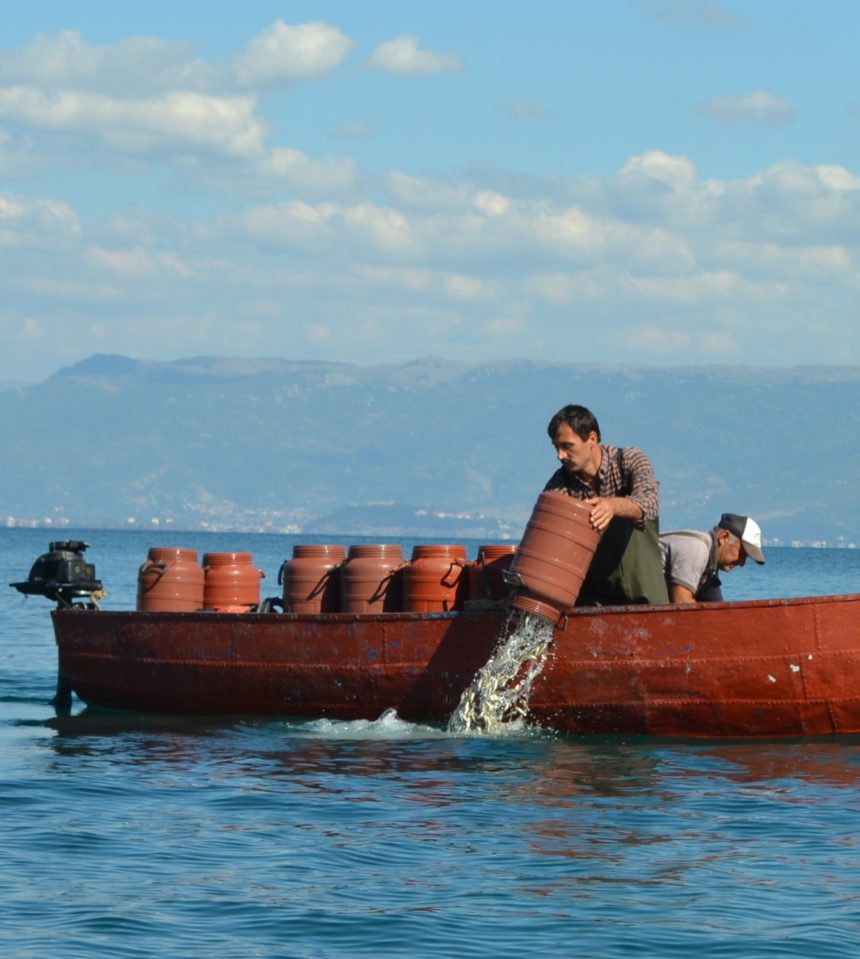 Over 1.5 million Koran Fingerlings Stocked into Ohrid Lake • IIA