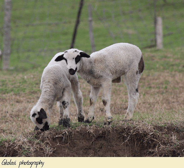 Animals of Albania as shown in Instagram • IIA