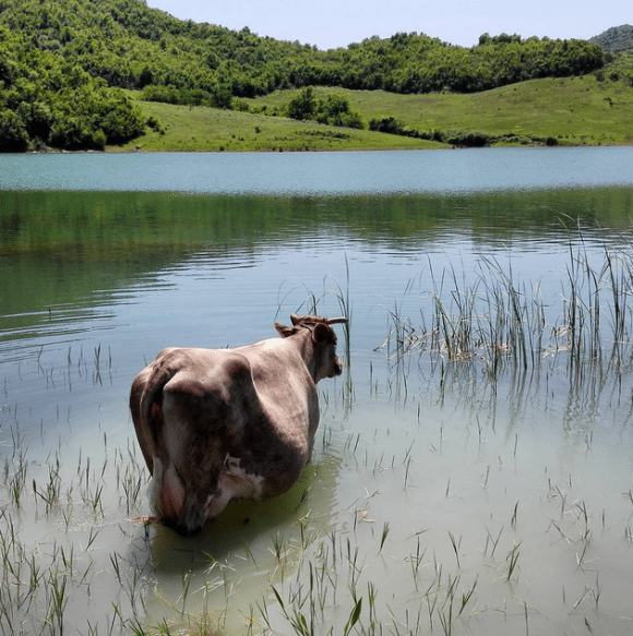 Animals of Albania as shown in Instagram • IIA