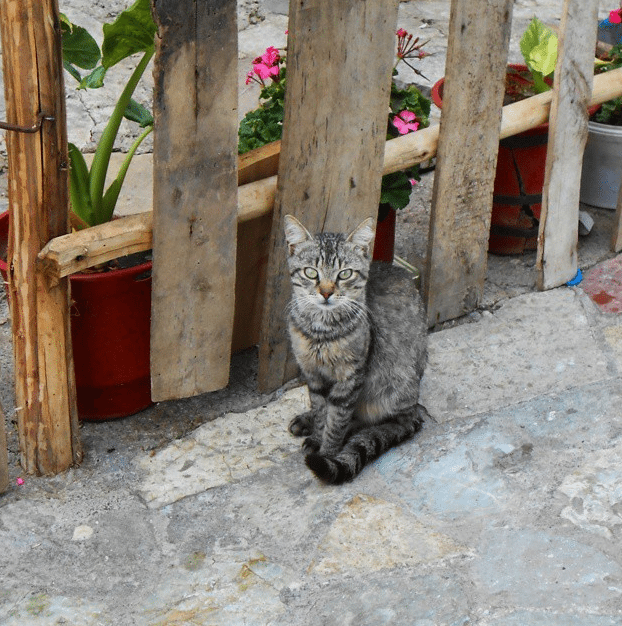 Animals of Albania as shown in Instagram • IIA