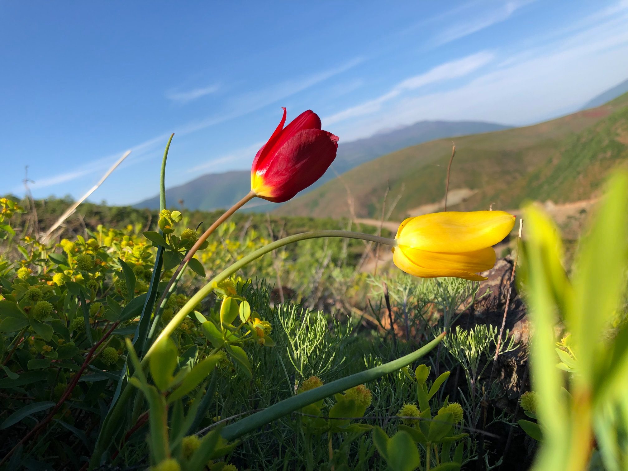 Tulipa Albanica Habitat Designated Natural Monument • IIA