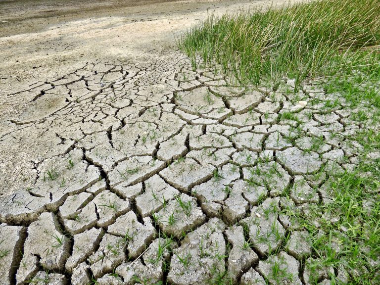 Prolonged Drought Takes Toll on Crops • IIA
