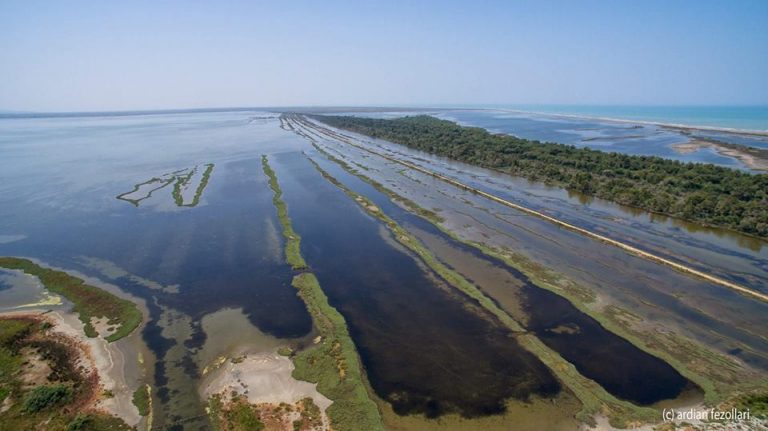 Birdwatchers Experience Migratory Birds Arrival in Divjaka • IIA