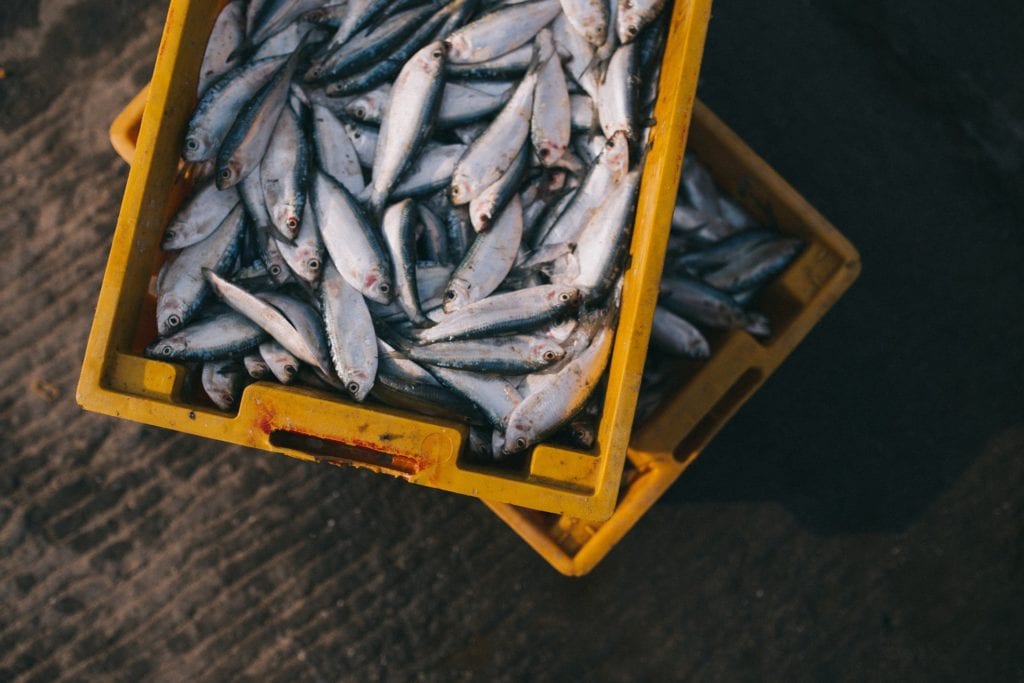 Fish Processing Plants & Companies in Albania • IIA