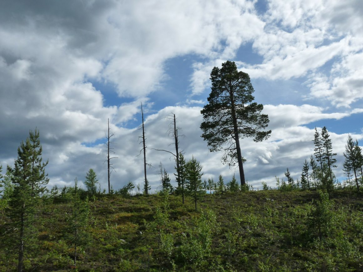 Albania: 410 Hectares of Forests Destroyed in 5 Years • IIA