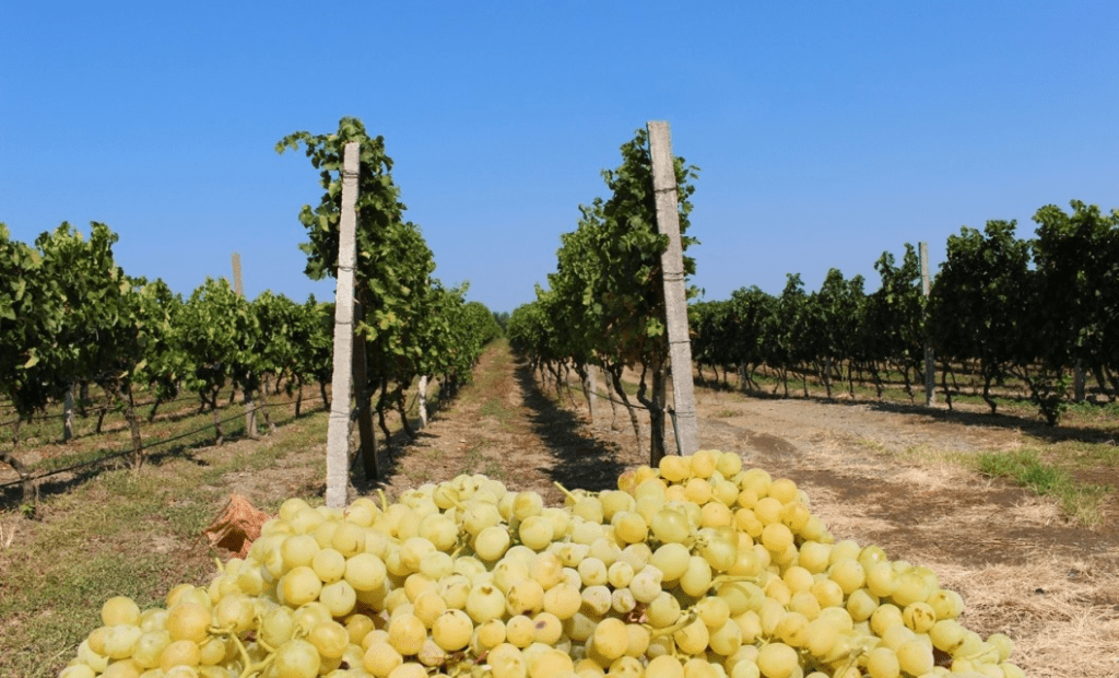 Invest in Agriculture in Albania • IIA
