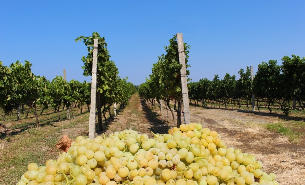 Invest in Agriculture in Albania • IIA