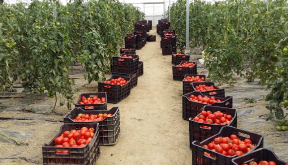 Agrocon Albania, the Albanian Farm Introducing the Highest European ...