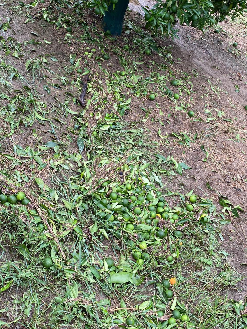 Heavy Hailstorm Hit Konispoli Citrus Orchards • IIA