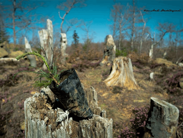 Forests Census to Show what Happened to Albanian Forests Since 1990 • IIA
