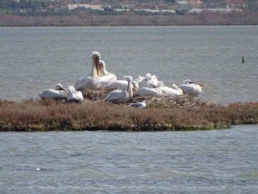 Divjaka Park, Great Attraction for Ecotourism in Albania • IIA