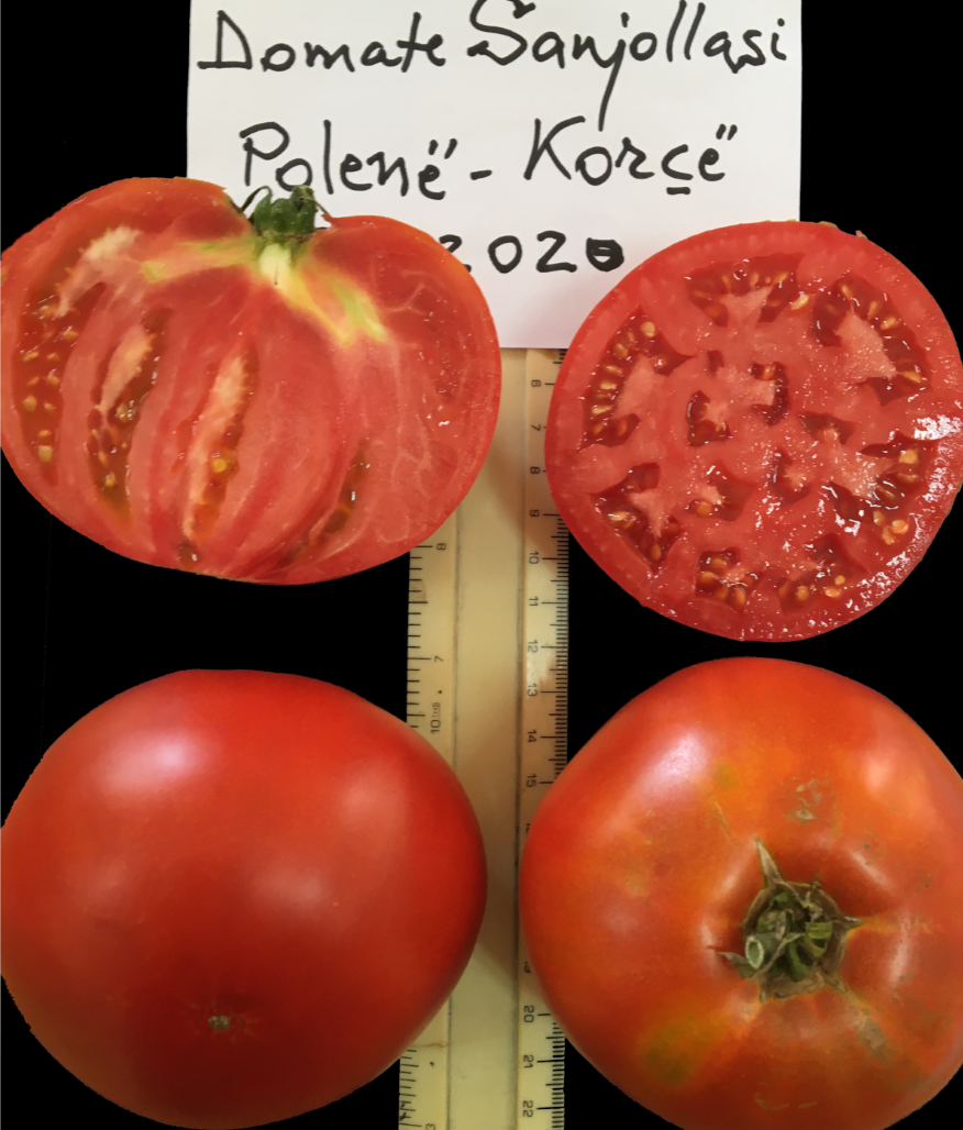 Albanian Products: Varieties of Heirloom Tomatoes in Albania • IIA