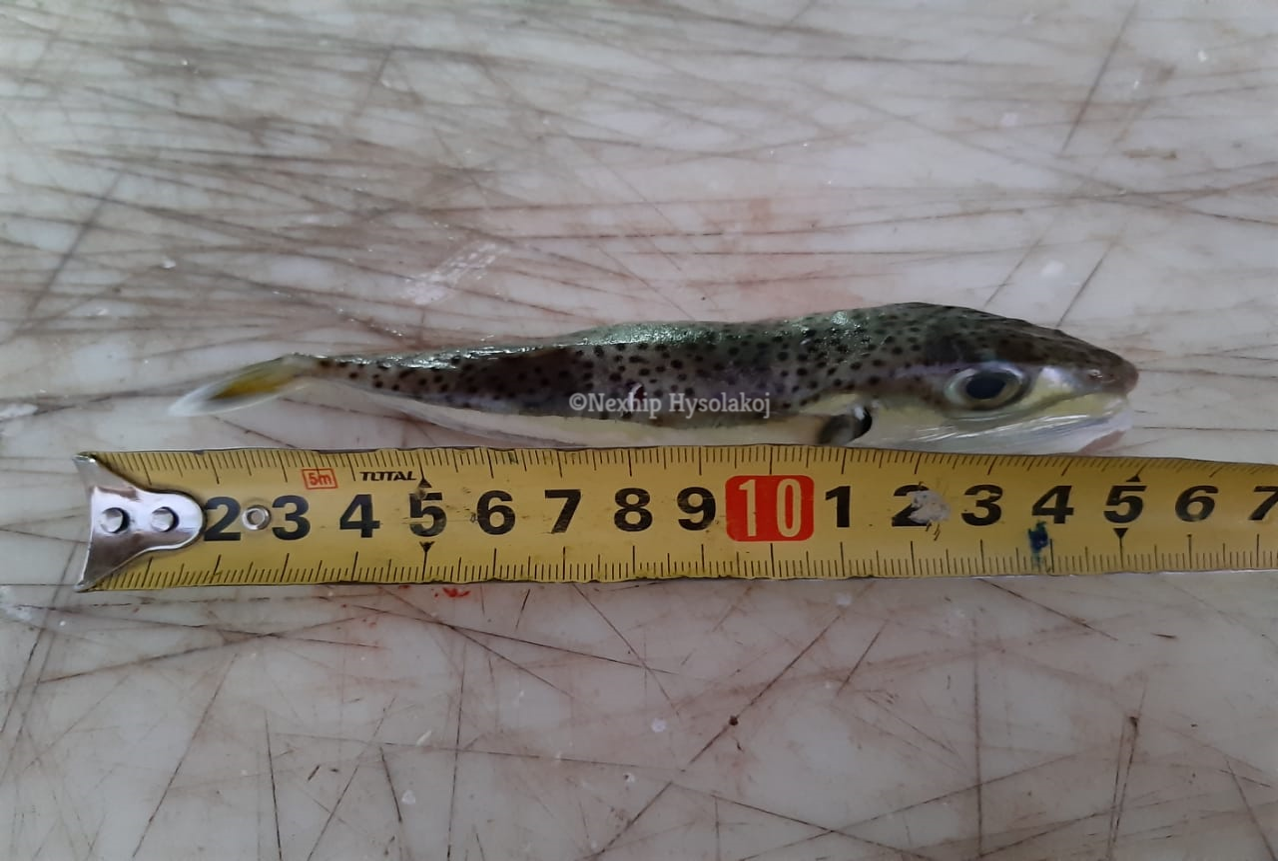 Dangerous Invasive Fishes Spotted off Albania’s Coast • IIA